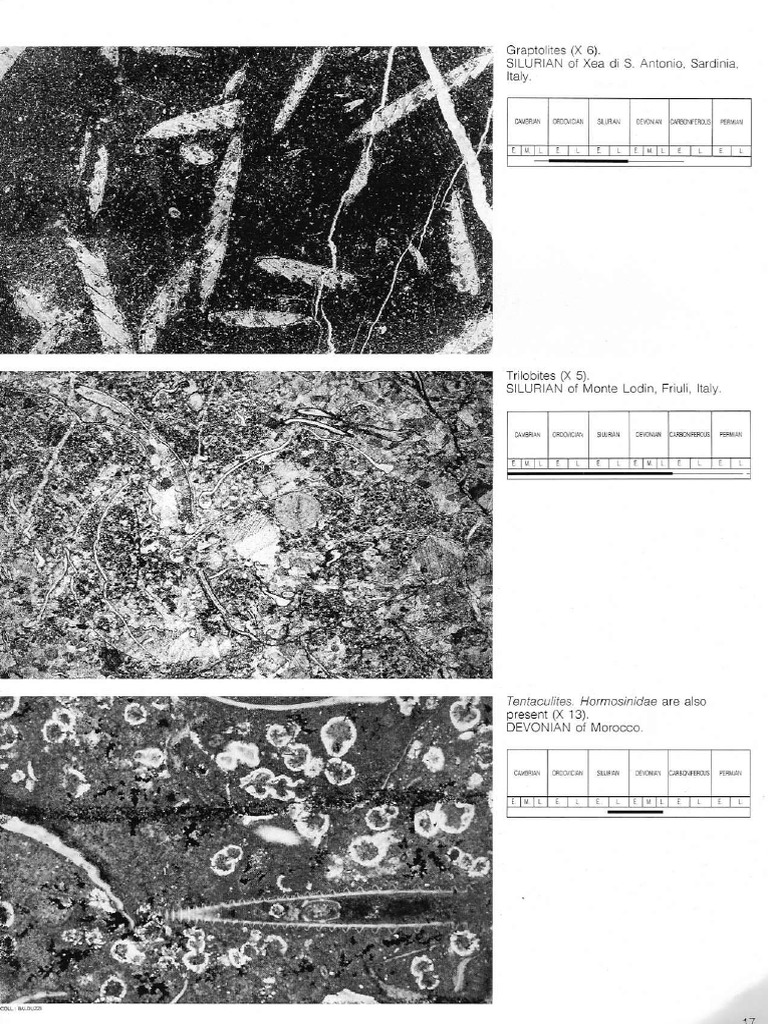 Atlante Southern Tethys Biofacies | PDF