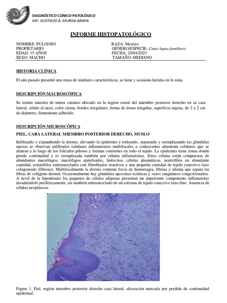 Pulgoso H25.23 | PDF