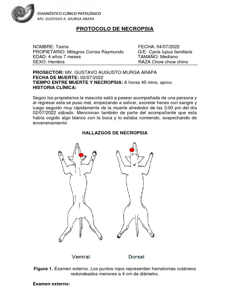 Protocolo de Necropsia | PDF | Abdomen | Hígado