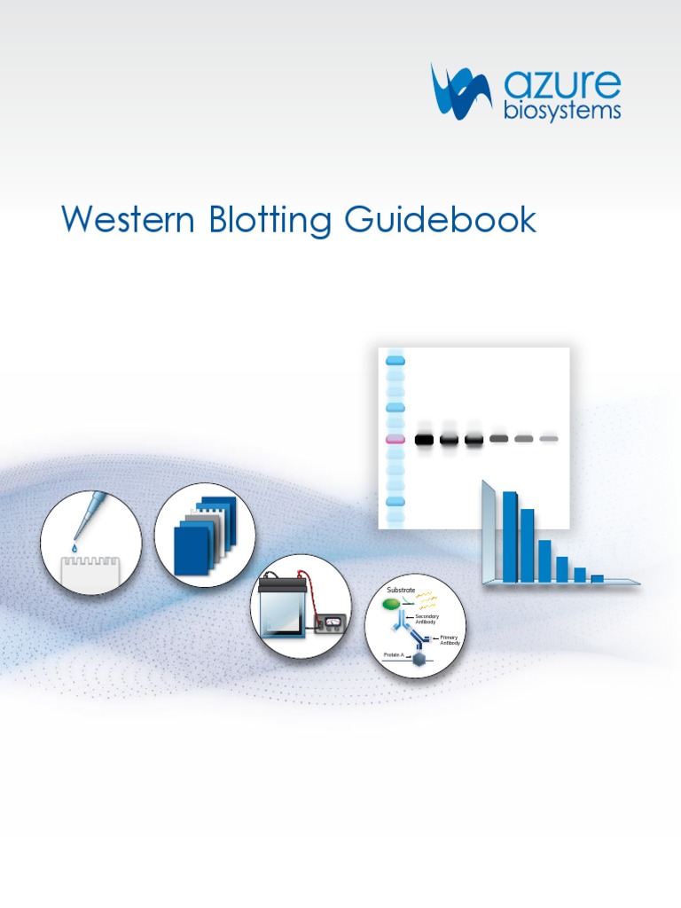 Azure Western Blotting Guidebook | PDF | Gel Electrophoresis | Western Blot