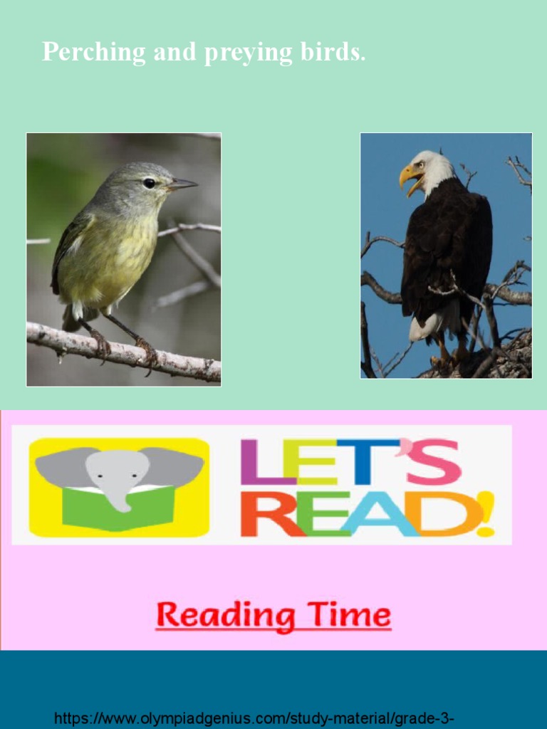 Feet and Claws | PDF | Claw | Birds