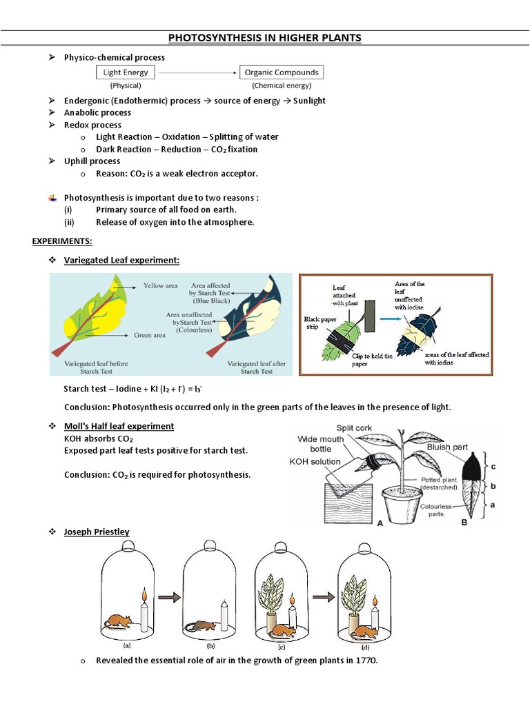 Understanding Photosynthesis Processes | PDF