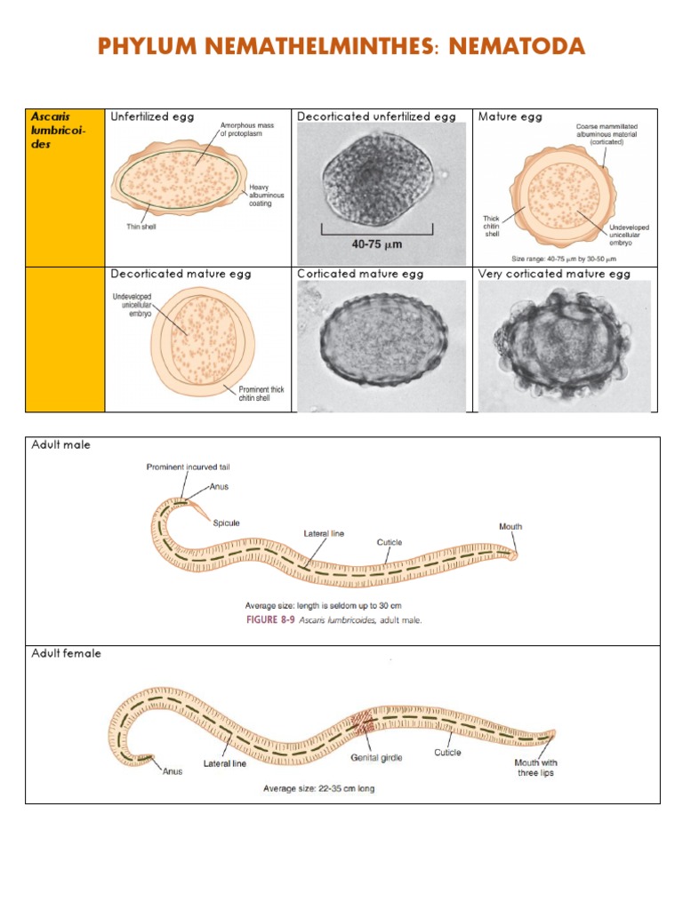 Nemathelminthes and Platyhelminthes Overview | PDF