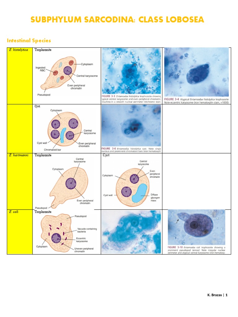Intestinal Protozoa: E. hartmanni & C. mesnili | PDF | Nematode ...