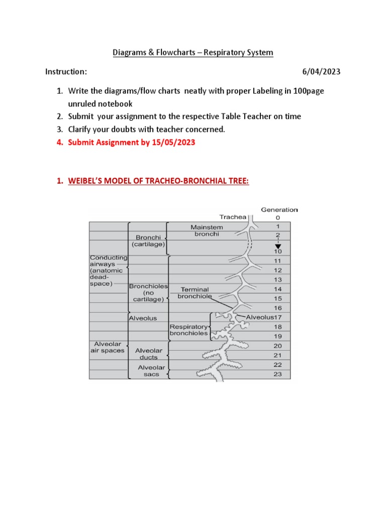 3. Respiratory system - Charts and graphs 2023 | PDF | Breathing | Lung