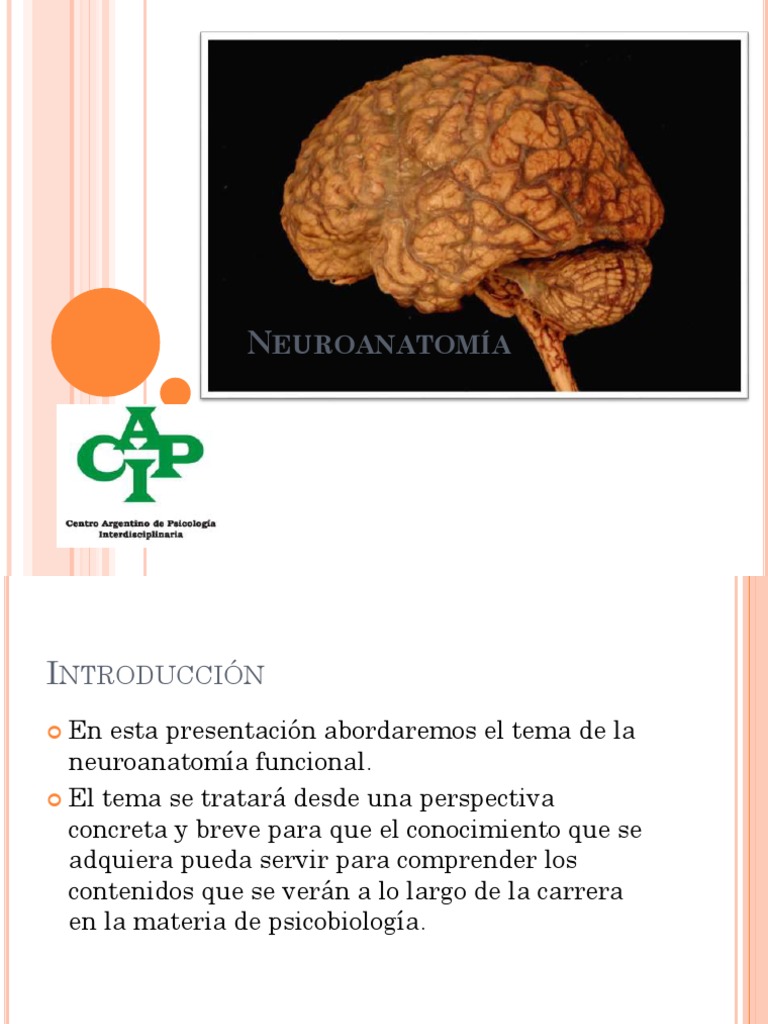 Neuroanatomía del Sistema Nervioso | PDF | Fluido cerebroespinal ...