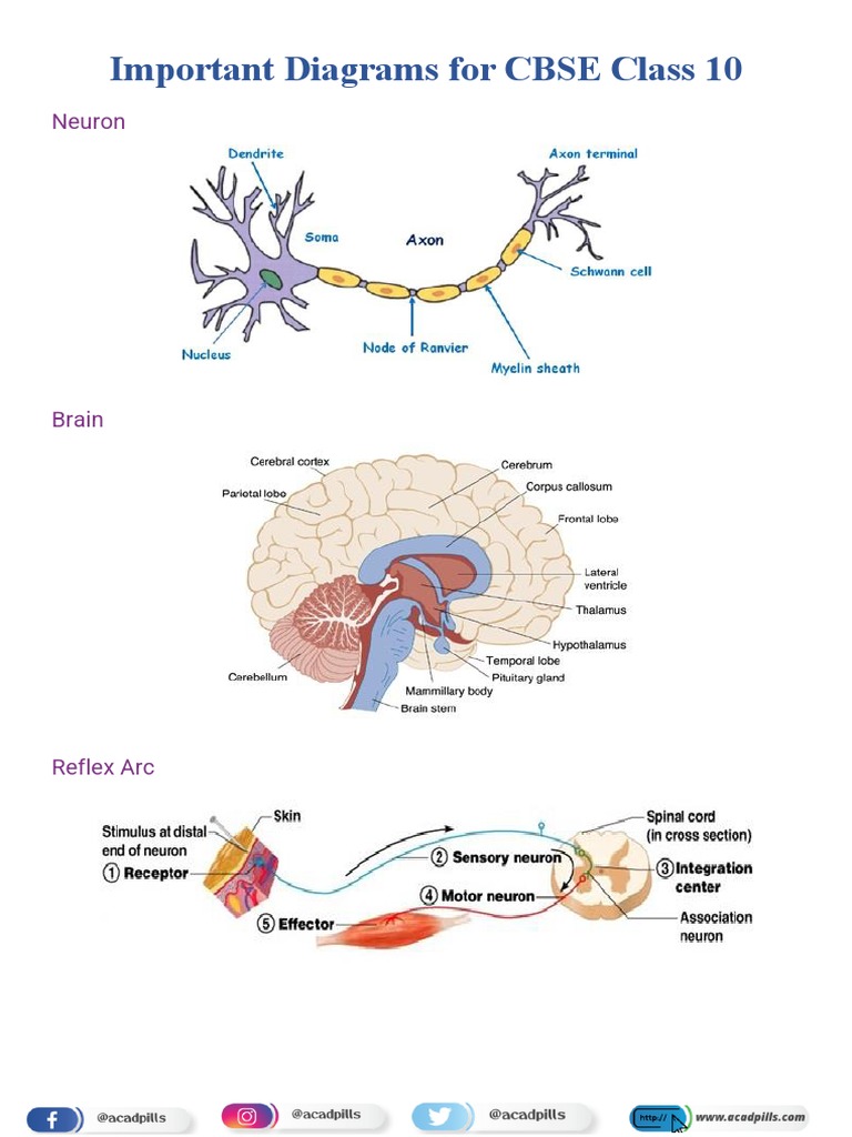Important Diagrams For CBSE Class 10 | PDF | Sunset | Rainbow