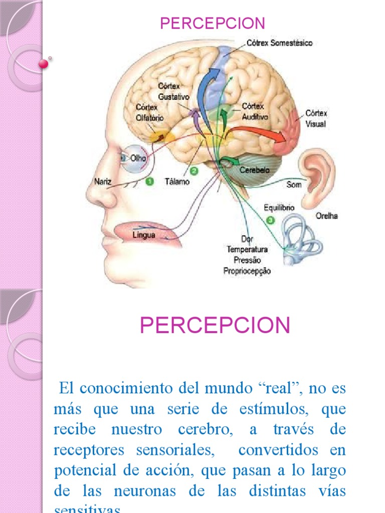 Percepcion Visual | PDF