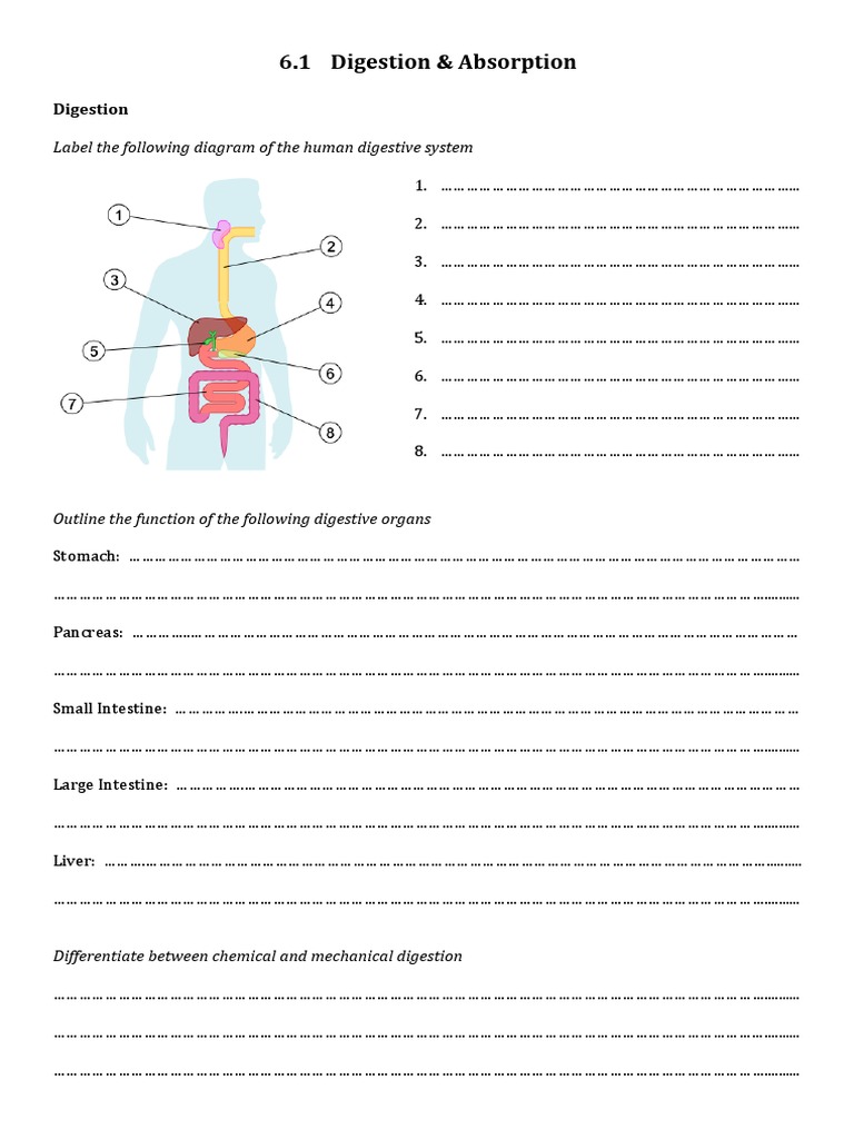Topic 6.1 Worksheet | PDF | Digestion | Small Intestine