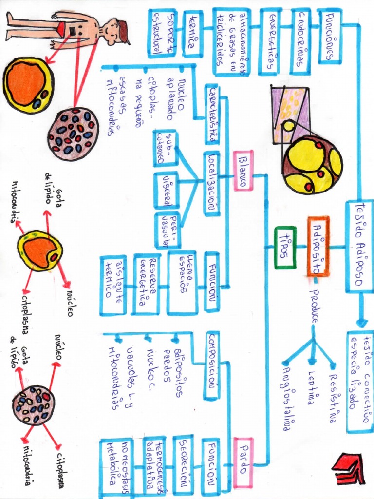 Tejido Adiposo | PDF