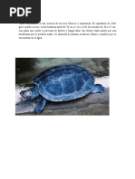 Pez rosado con manos: características y hábitat | PDF | Pescado | Zoología