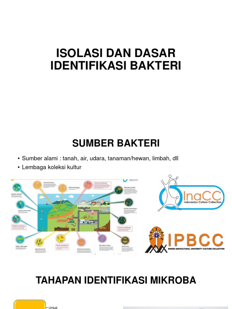 Isolasi dan Identifikasi Bakteri. rev | PDF
