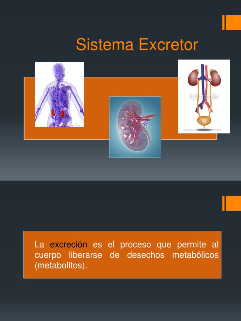 El sistema excretor urinario: anatomía, fisiología y regulación | PDF | Sistema urinario | Riñón