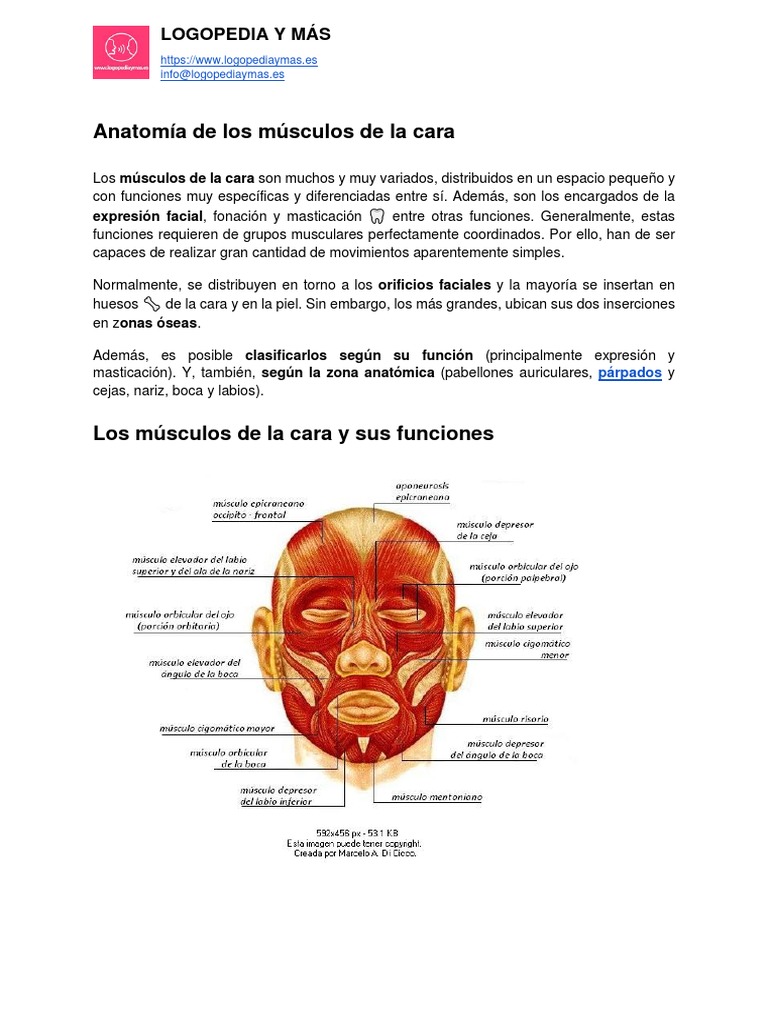 Anatomía y Funciones de los Músculos Faciales | PDF | Relaciones ...