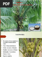 Coco Enano Verde de Brasil: Cultivo y Ventajas | PDF | Raíz | Hoja