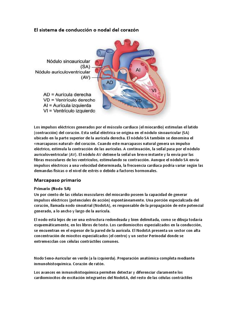El sistema de conducción o nodal del corazón | PDF | Fisiología ...