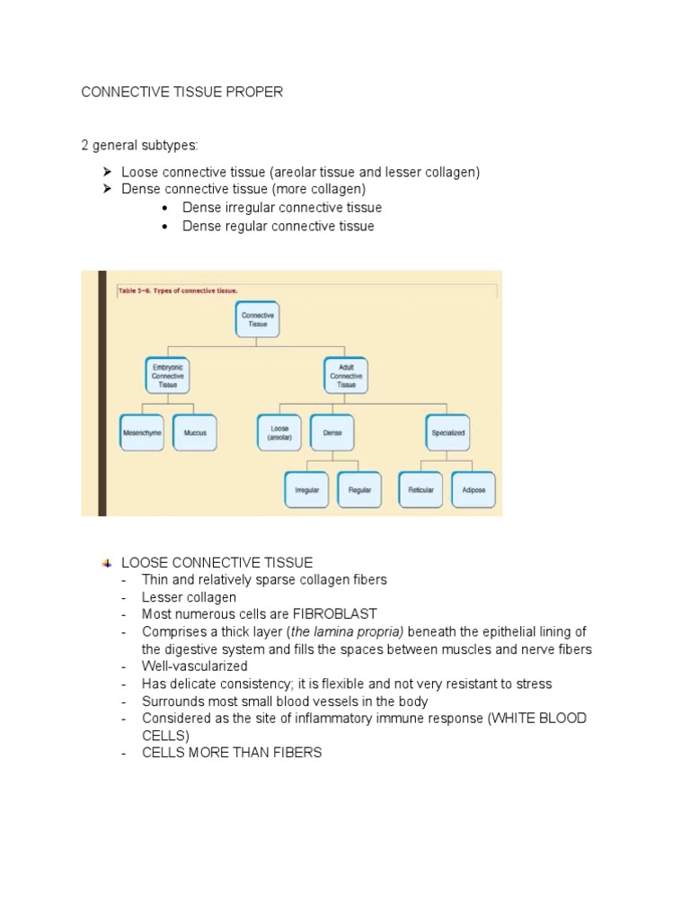 Connective Tissue Proper | PDF | Connective Tissue | Anatomy