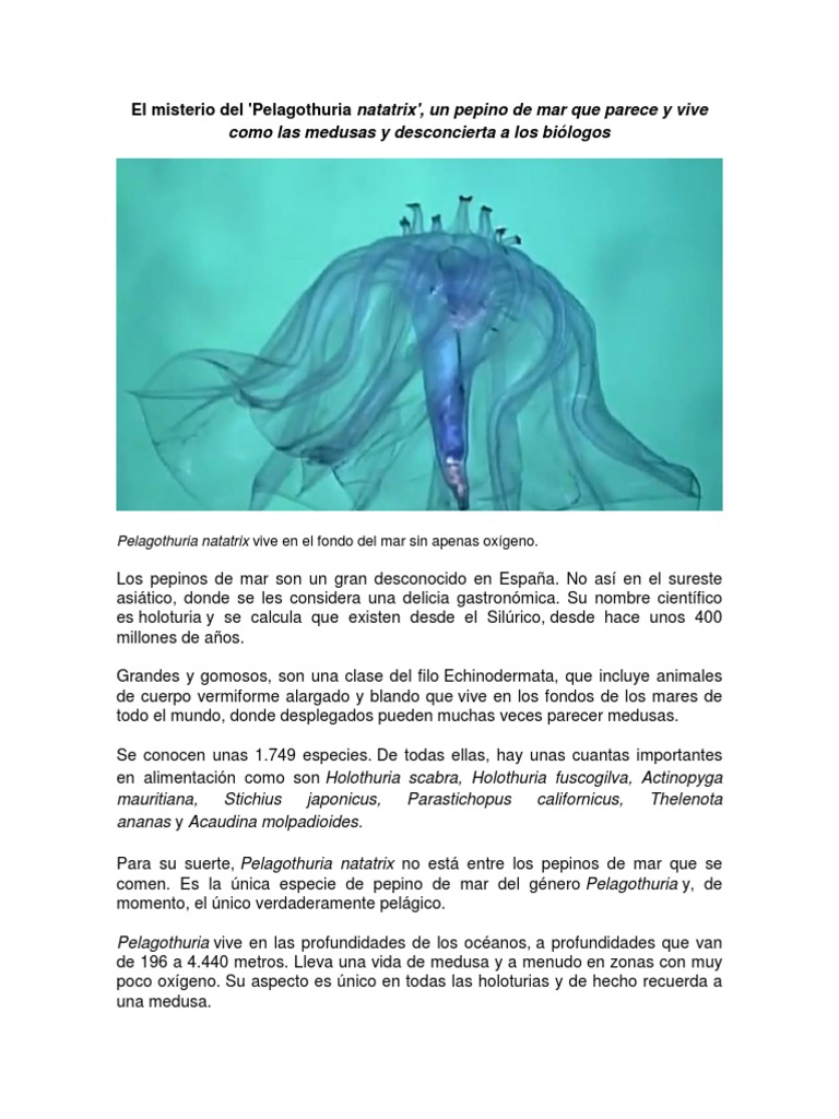 Pepino de Mar Pelagico | PDF | Organismos