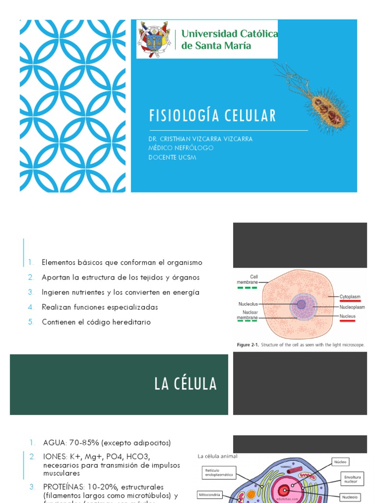 FISIOLOGÍA Celular | PDF | Edema | Membrana celular