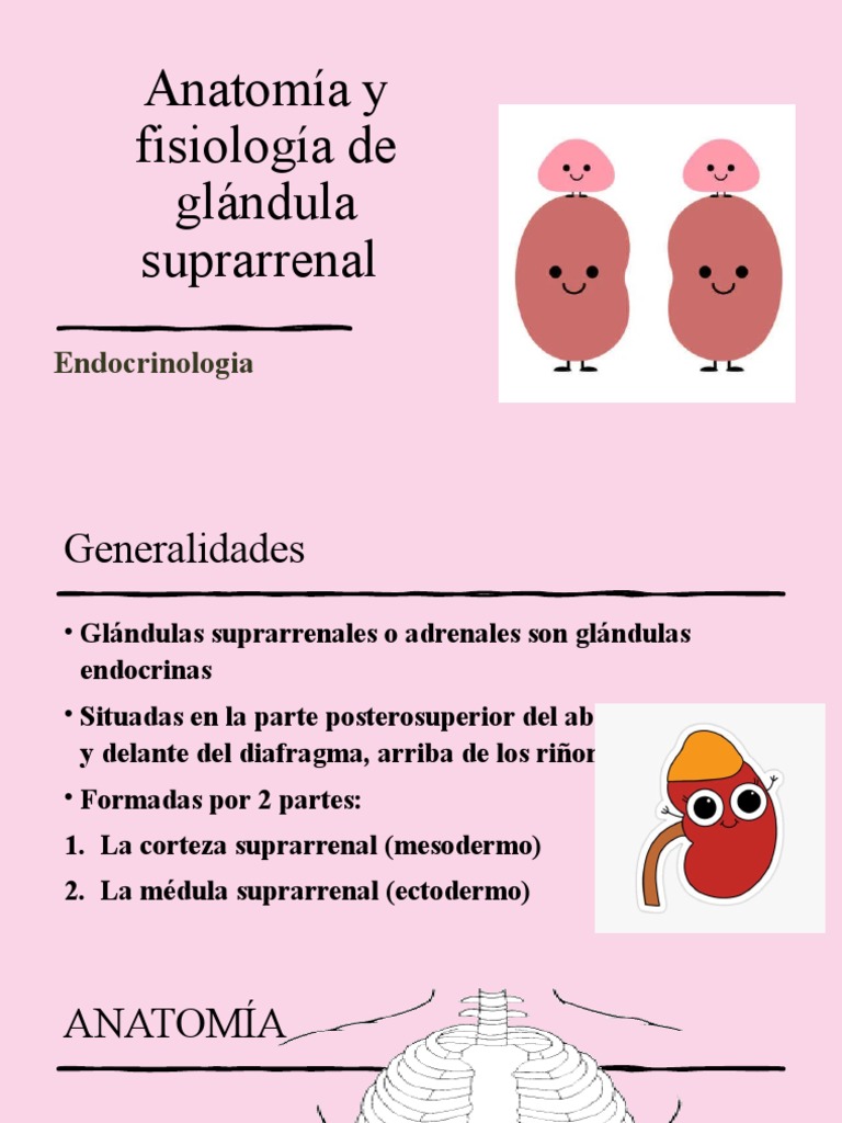Anatomía y Fisiología de Glándula Suprarrenal | PDF | Glándula ...