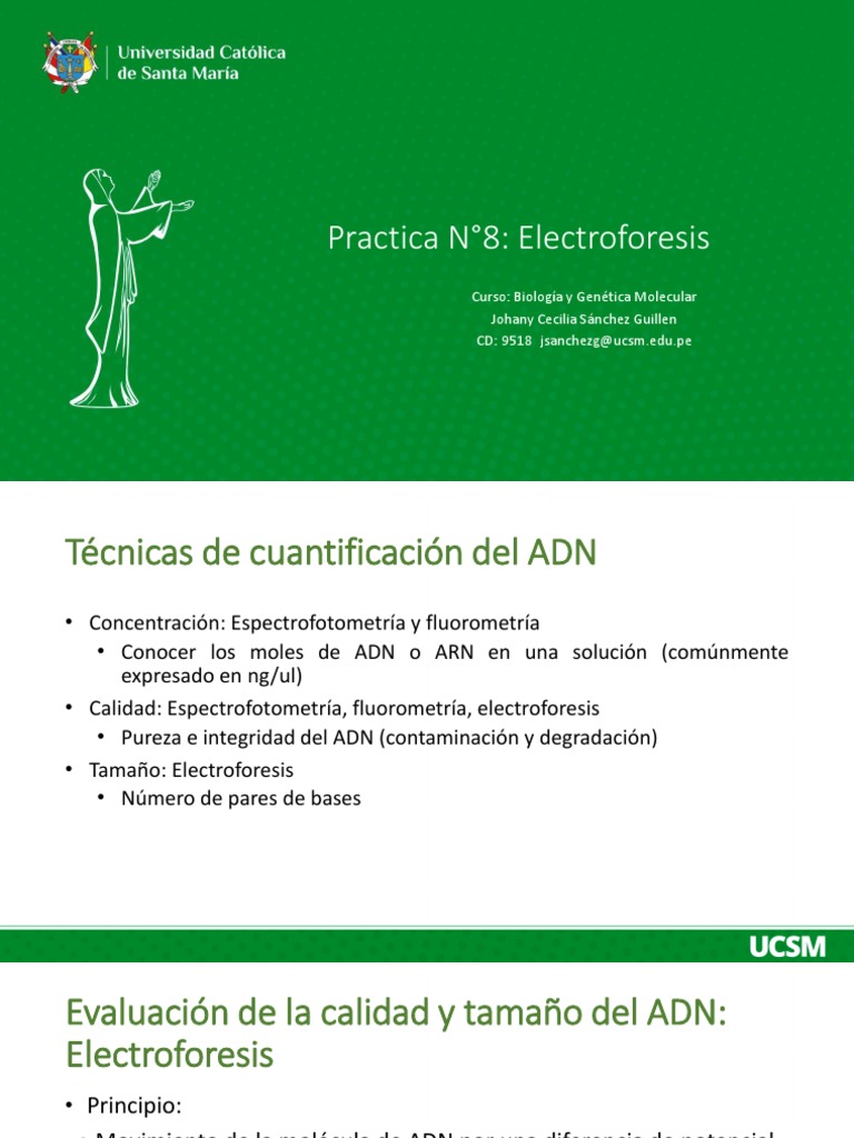 Practica 8 Electroforesis | PDF
