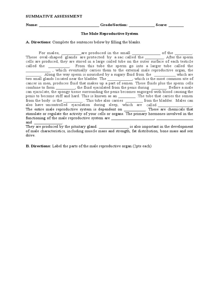 Male Reproductive-quiz | PDF