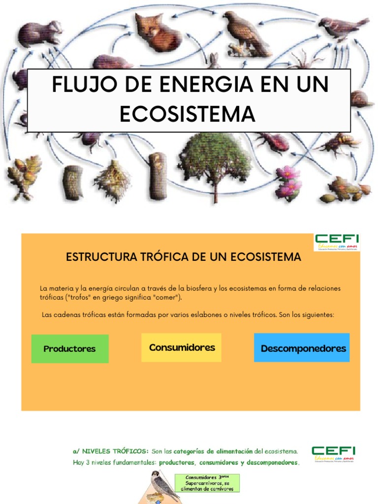 Flujo de Energía en Los Ecosistemas | PDF