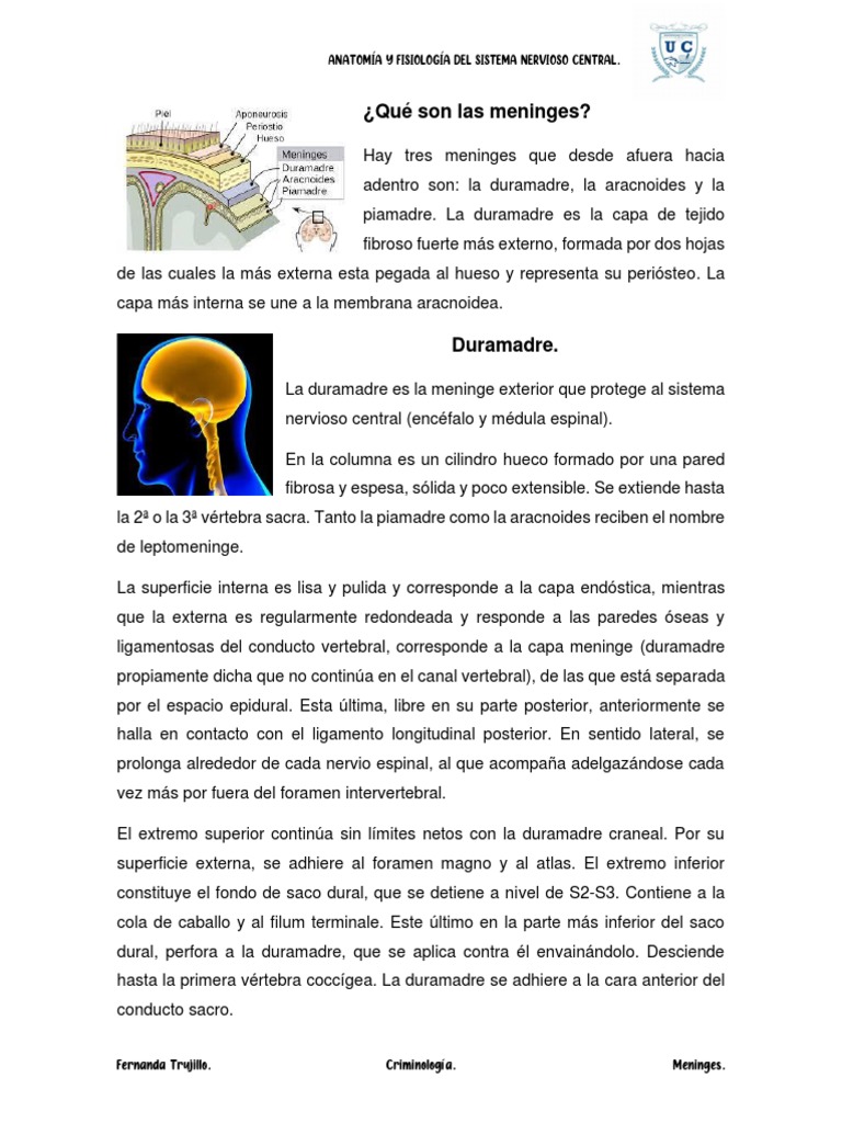MENINGES | PDF