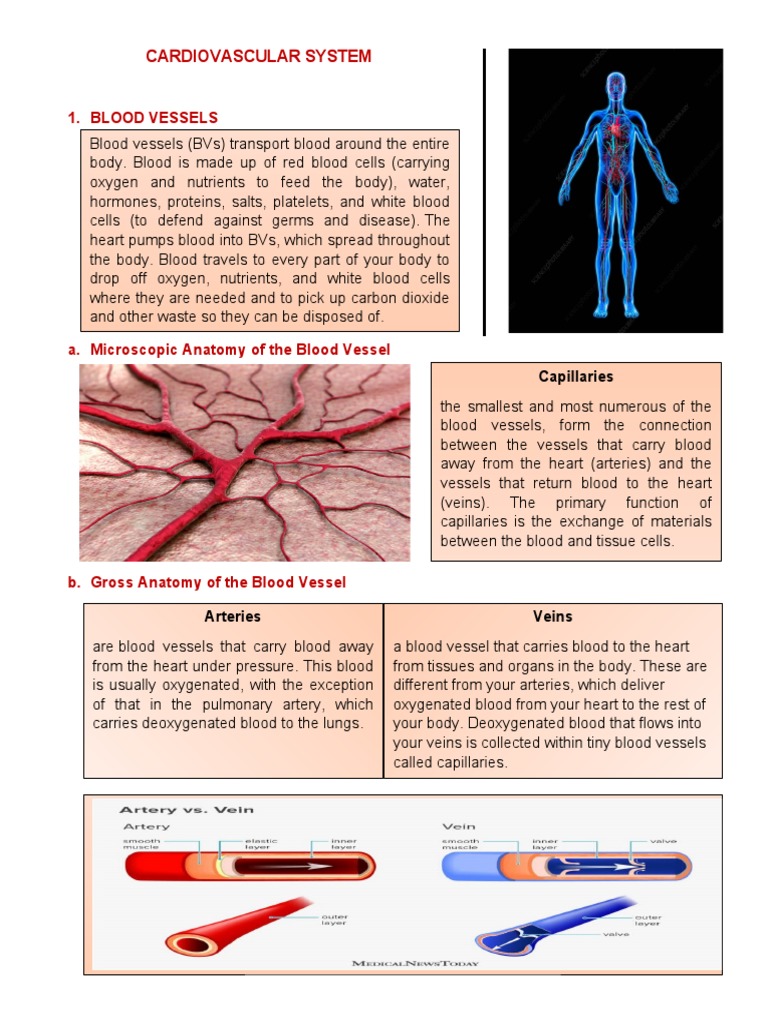 Cardiovascular System | PDF | Lymphatic System | Blood