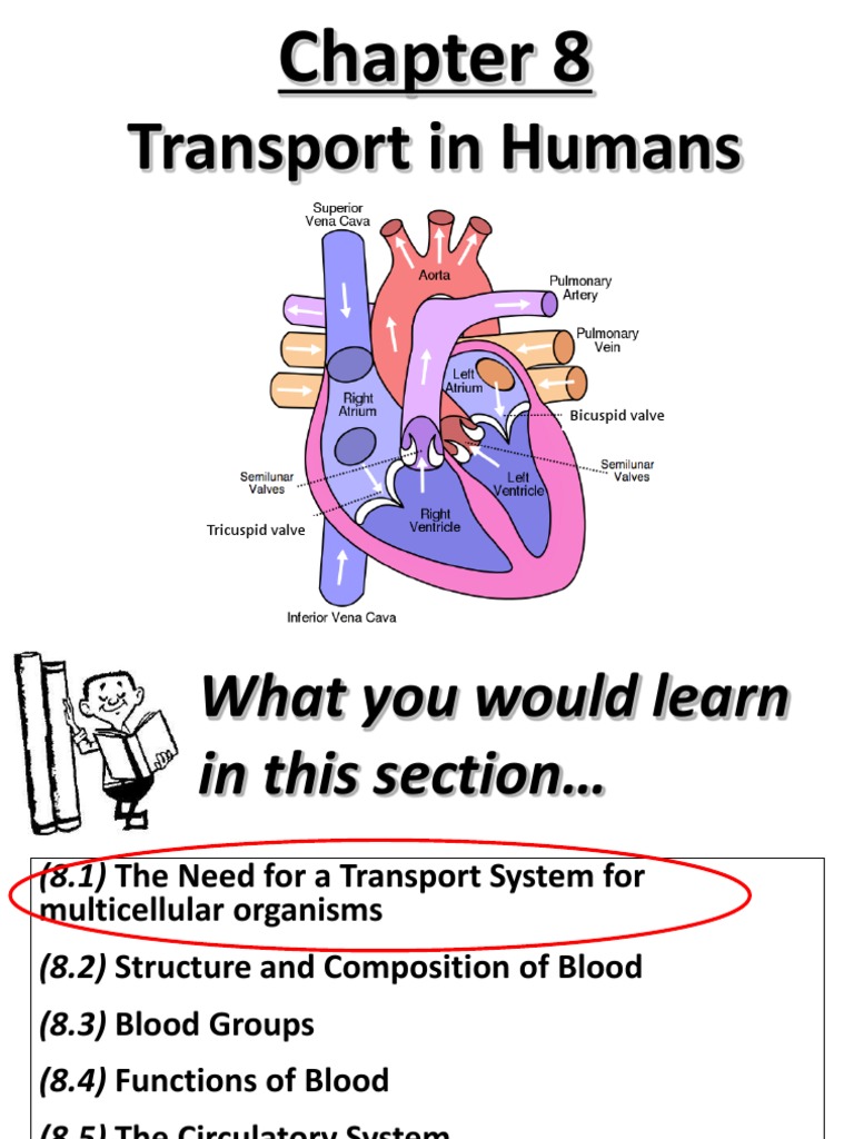Transport in Humans Powerpoint Slides | PDF | Blood Type | Blood