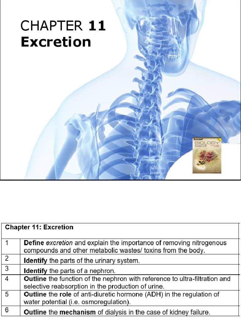 Excretion Powerpoint Slides | PDF | Social Science | Wellness