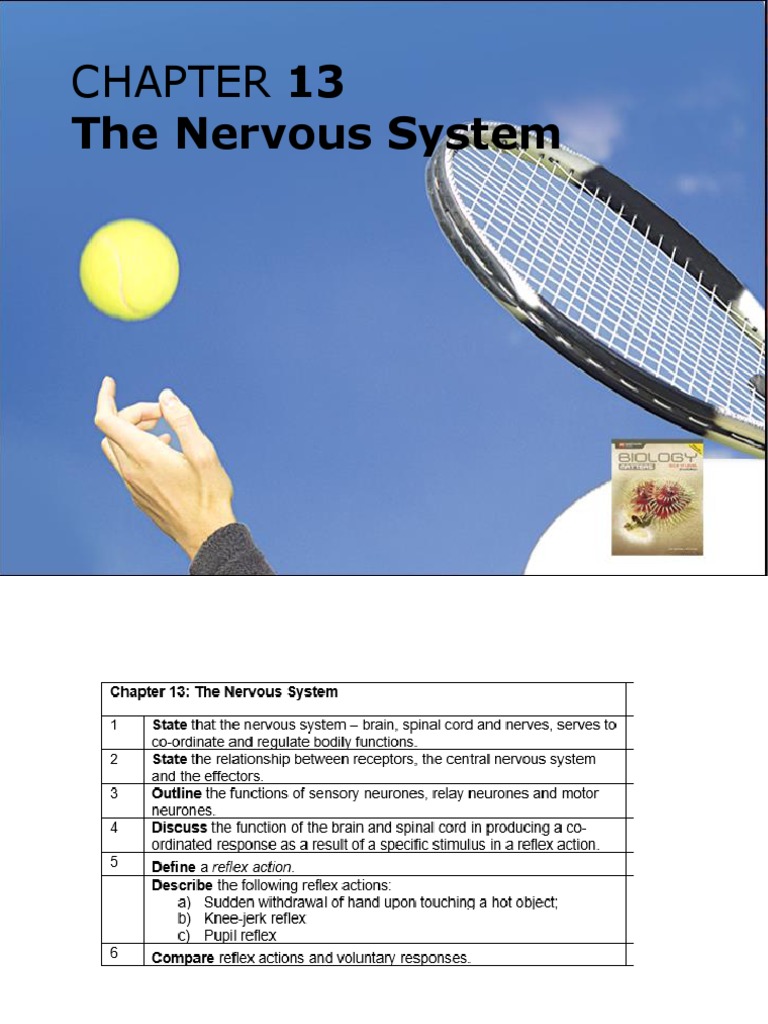 Overview of the Nervous System | PDF | Nervous System | Neuron