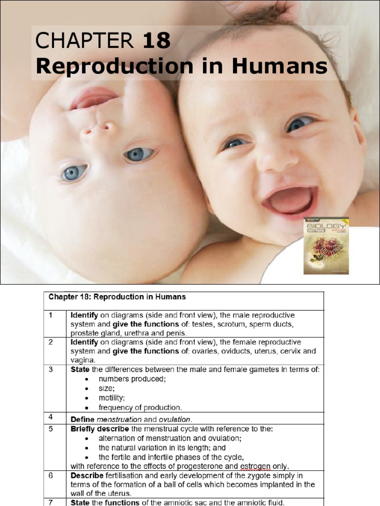 Reproduction in Humans | Download Free PDF | Menstrual Cycle ...