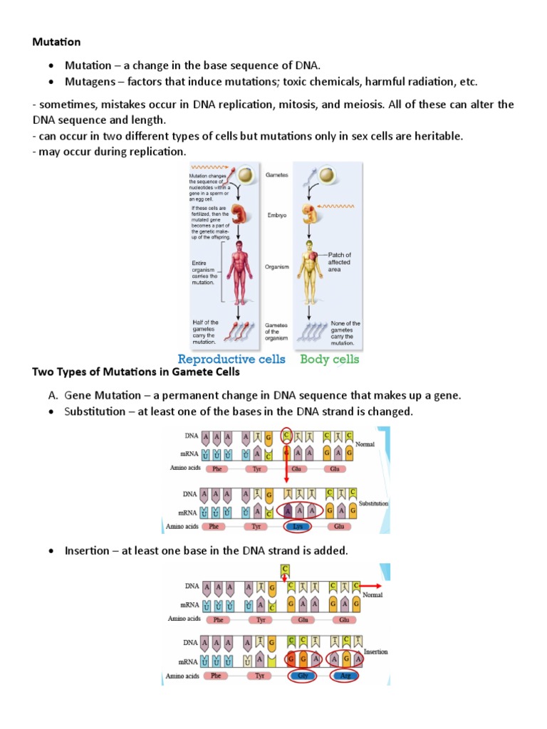 Two Types of Mutations in Gamete Cells and Their Role in Causing ...
