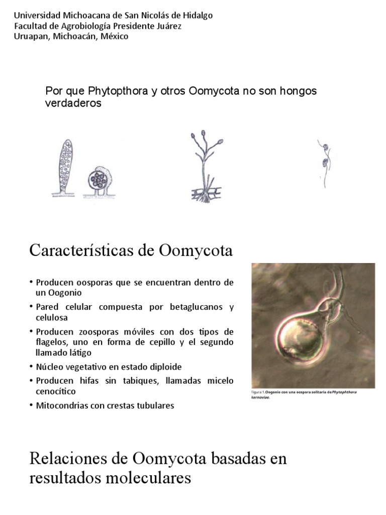 Oomycota | PDF