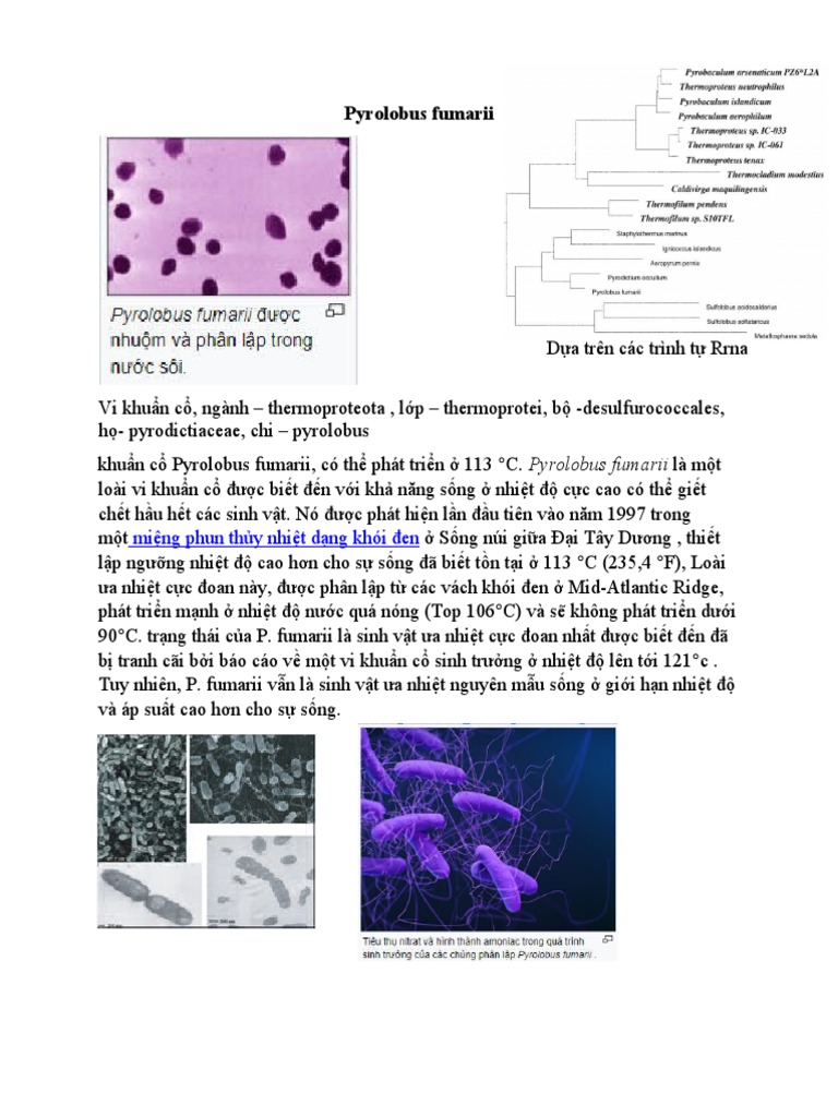 vi khuẩn ưu nhiệt Pyrolobus fumarii | PDF