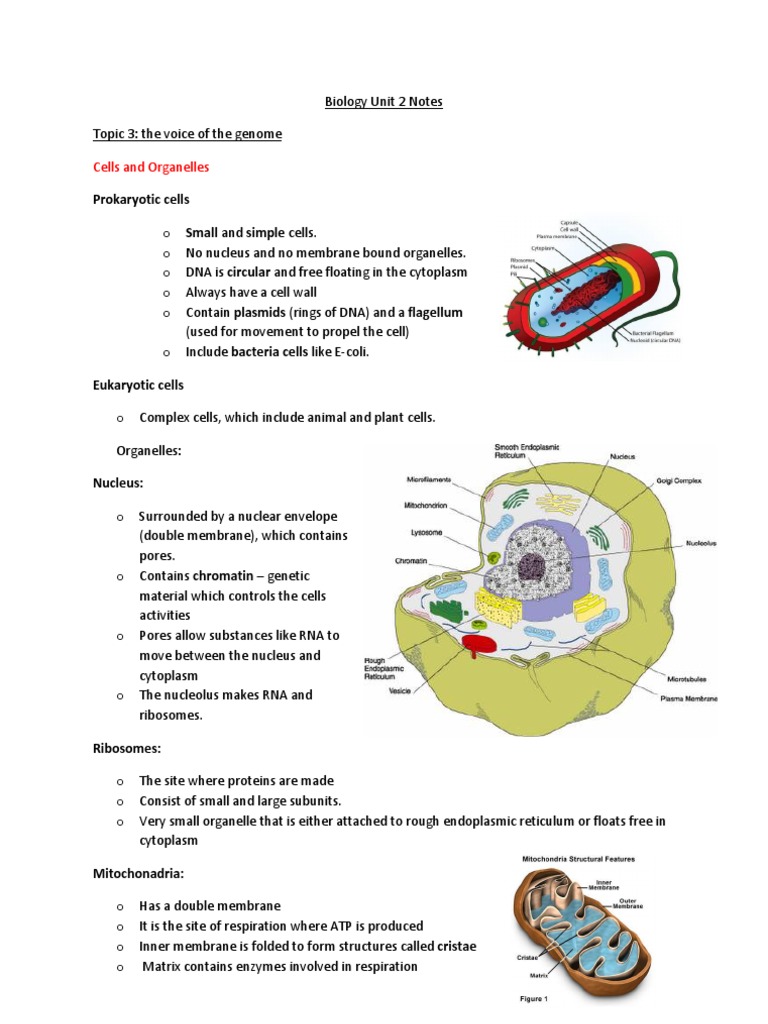 Biology Unit 2 Notes | PDF | Mitosis | Meiosis