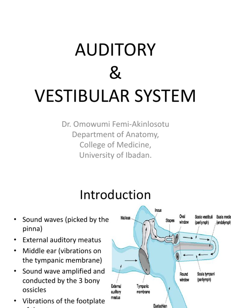 Auditory & Vestibular System | PDF | Auditory System | Vestibular System