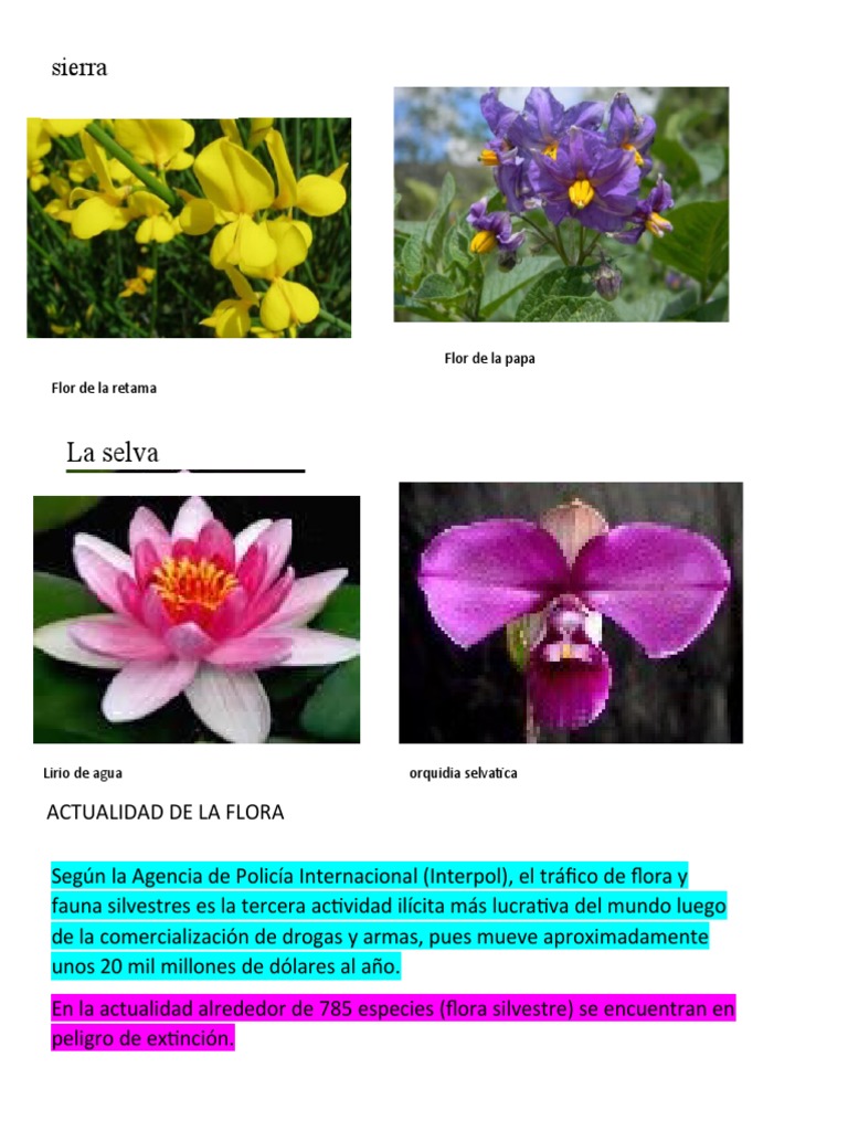 La Flora en Perú Es Muy Diversa Debido A Las Diferentes Condiciones ...