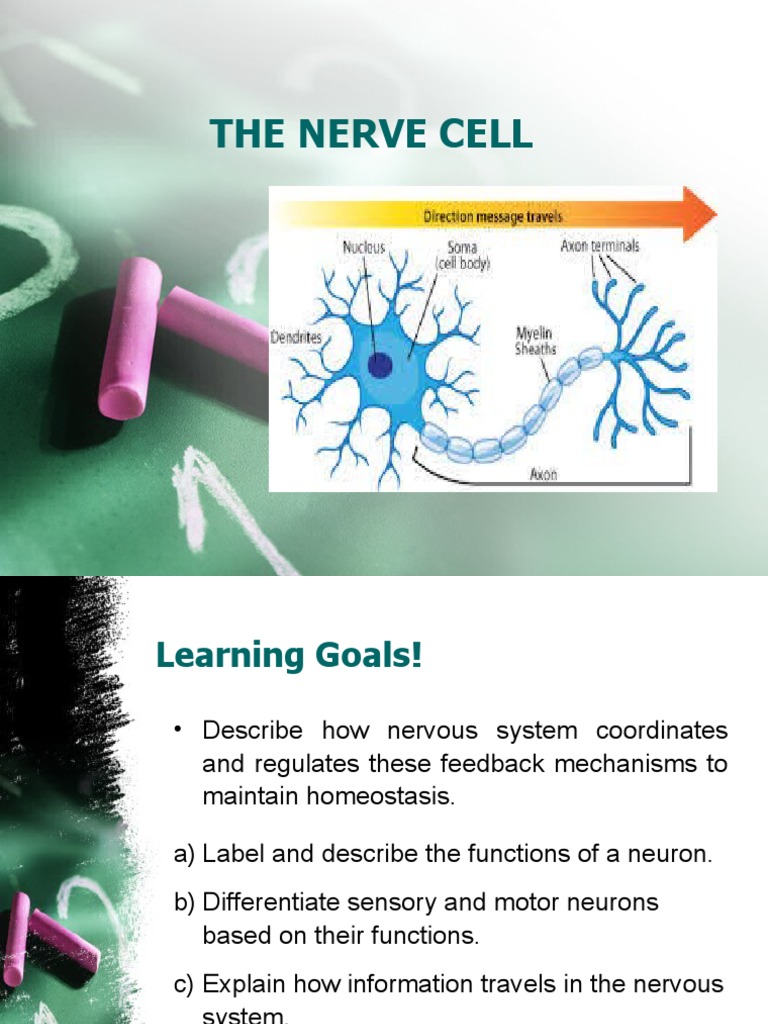 Nerve Cell | PDF