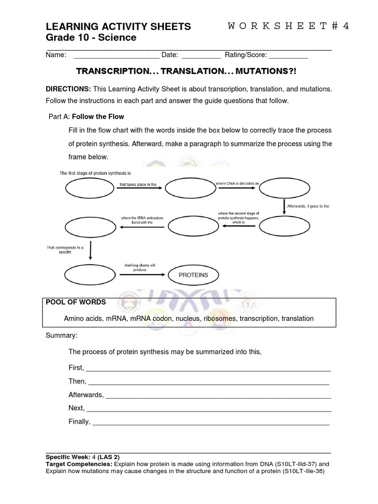 Worksheet 4 | PDF | Translation (Biology) | Genetic Code