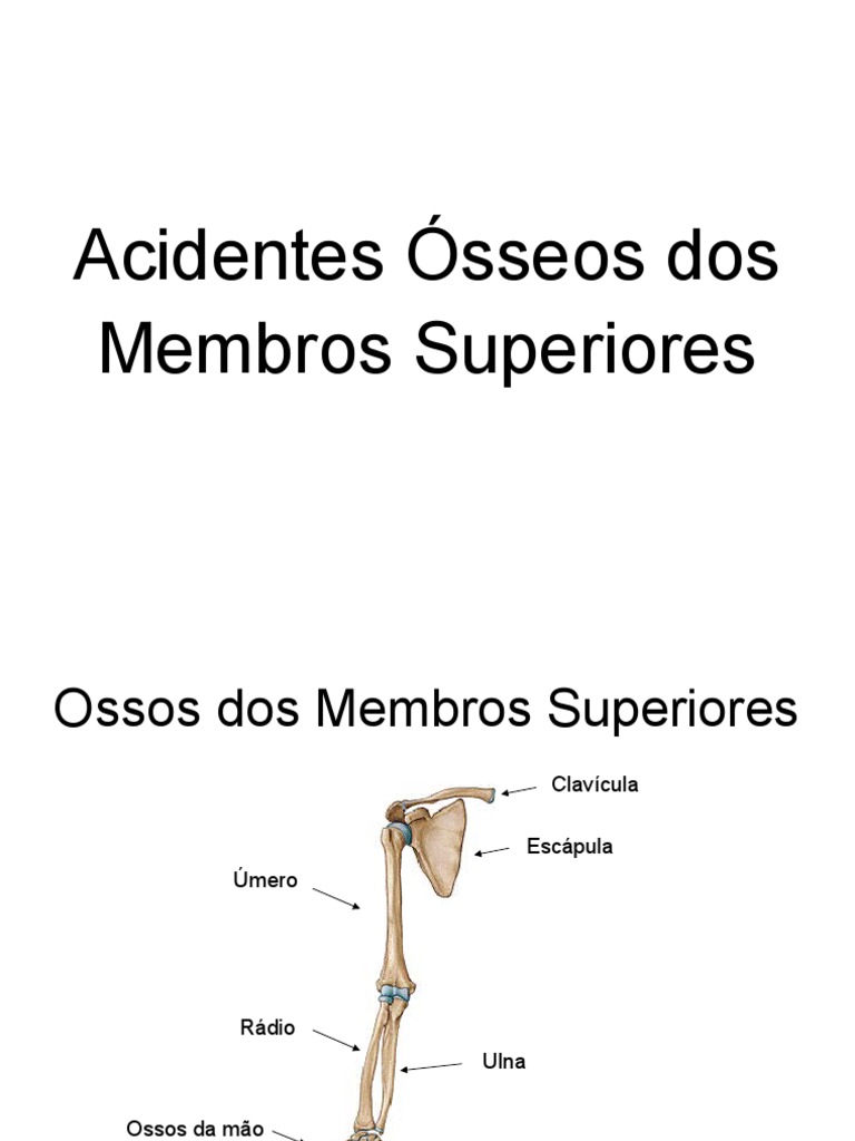 Anatomia dos principais ossos dos membros superiores, com ênfase na ...