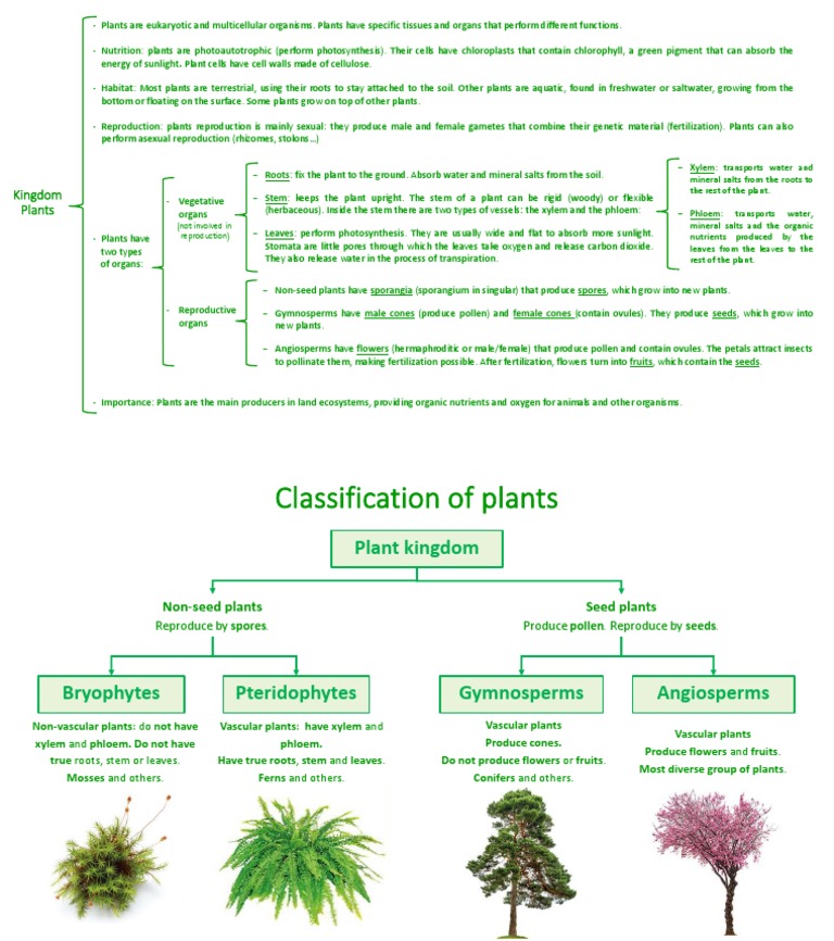 Overview of Plant Kingdom Classification | PDF | Plants | Plant Stem
