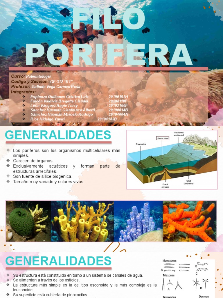 Poríferos: Estructura y anatomía de las esponjas | PDF | Esponja ...