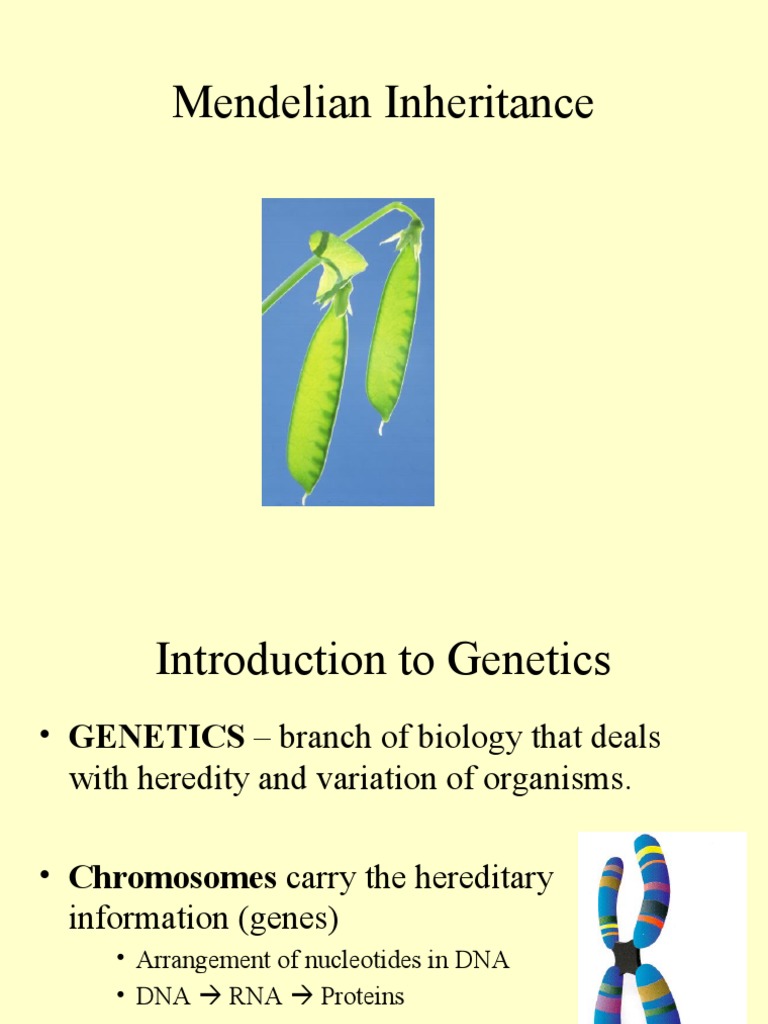 Mendel Laws of Inheritance | PDF | Foreign Language Studies