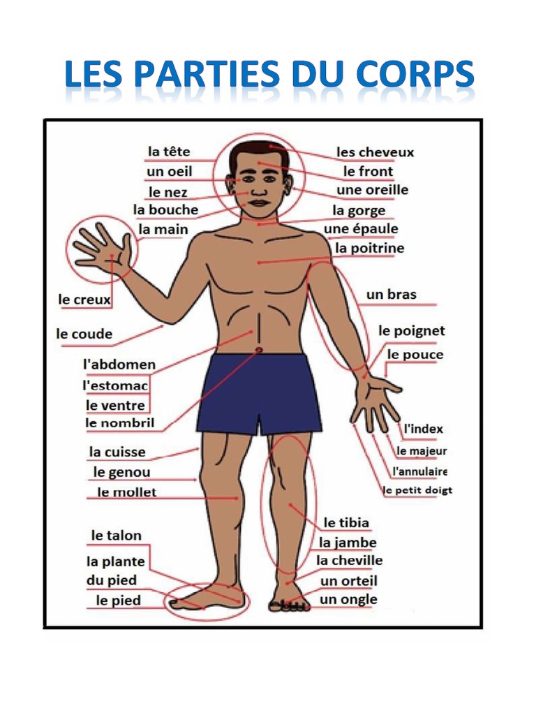 Le Corps Humain | PDF