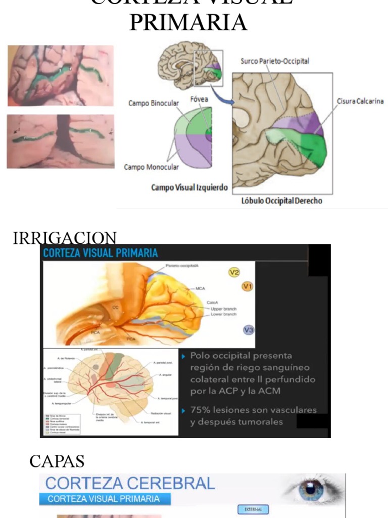 Irrigación y Vías de la Corteza Visual | PDF