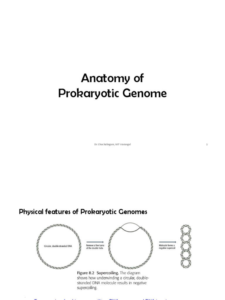 An In-Depth Look at the Physical Features, Organization, and Genomes of ...