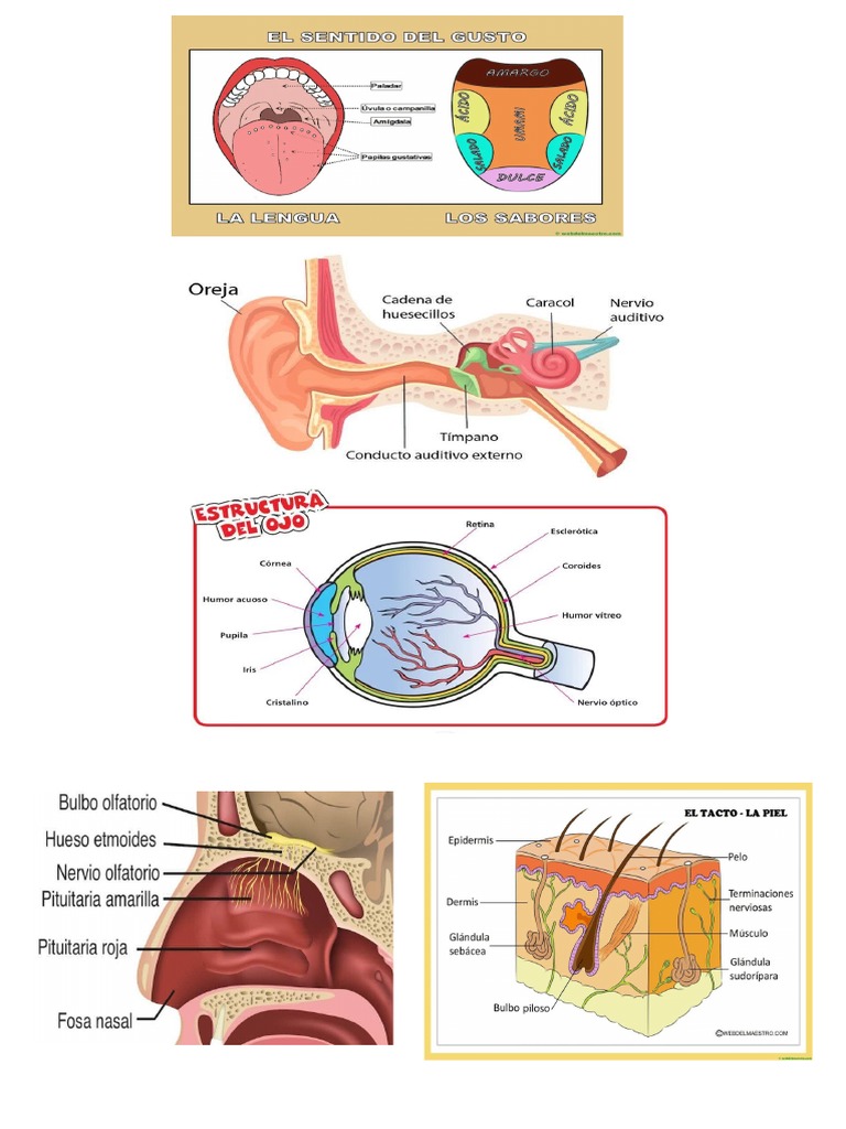 Los Cinco Sentidos Con Sus Partes | PDF