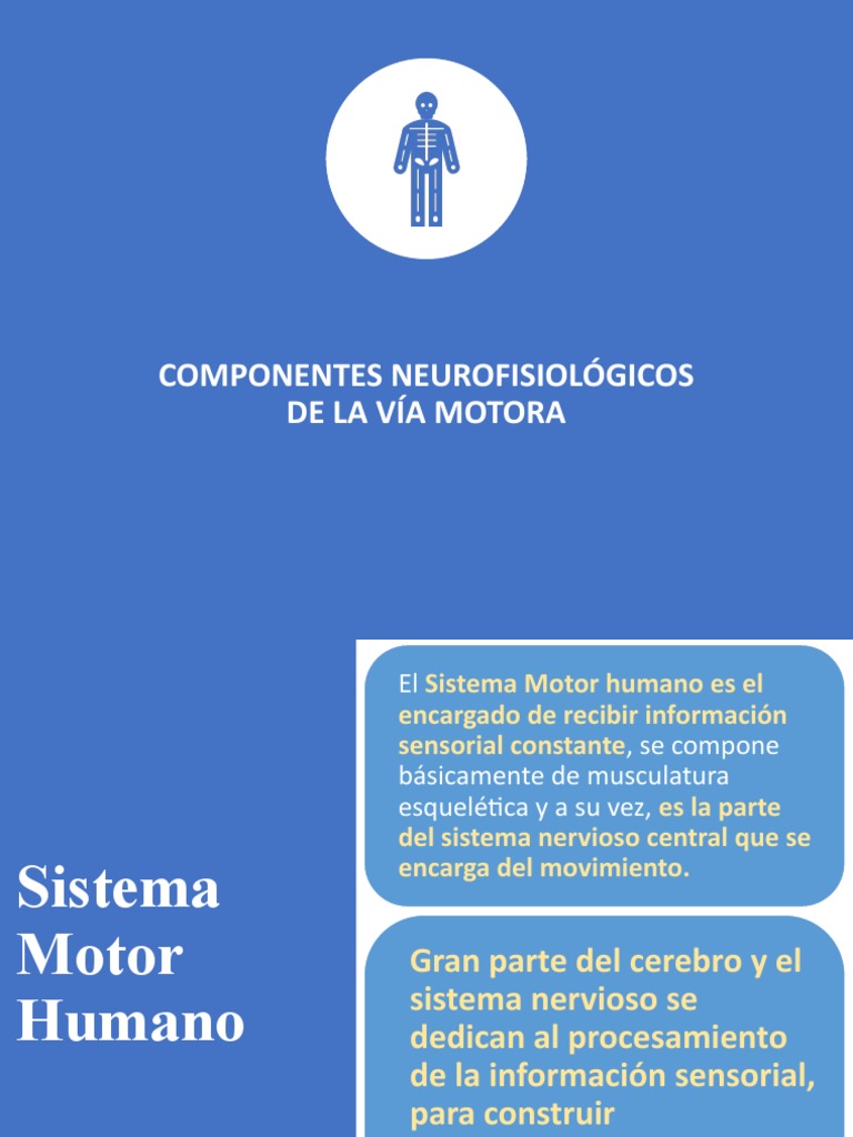 Componentes Neurofisiológicos de La Vía Motora | PDF